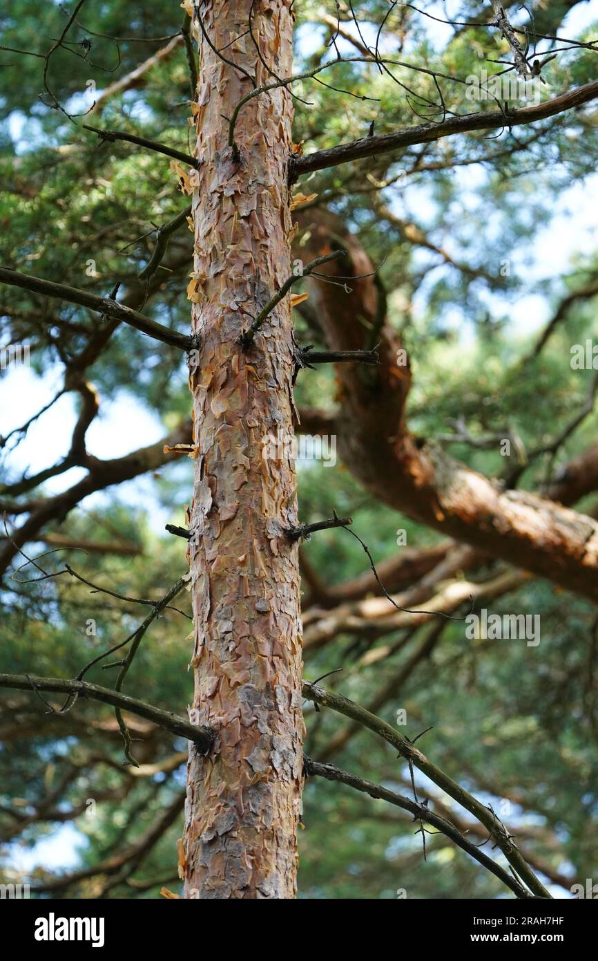 Tree in the forest. High tree in the park Stock Photo - Alamy