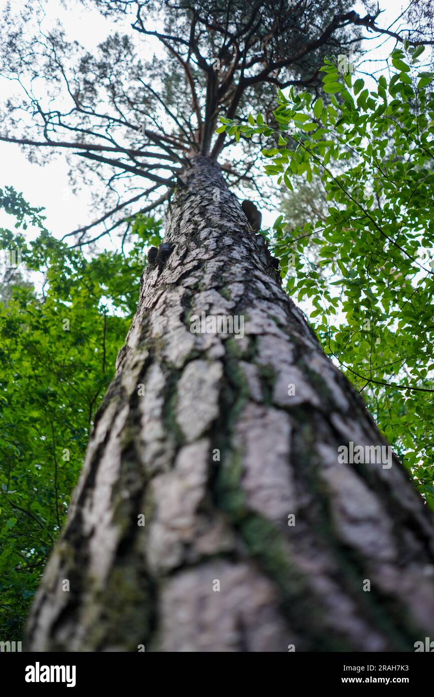 Whole tree hi-res stock photography and images - Alamy