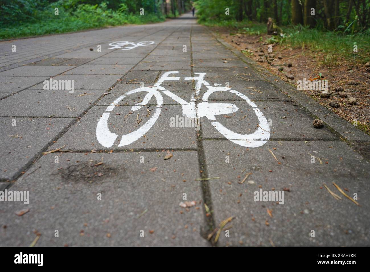Bike path in the forest. Cycle path signed with white paint on the ...