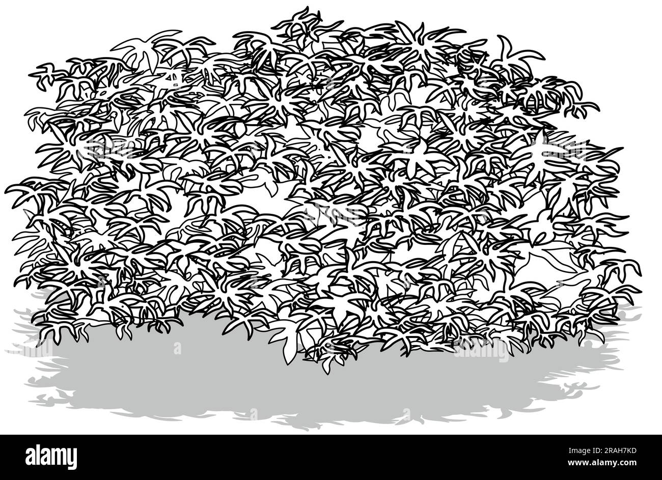 Dense plant growth Stock Vector Images - Alamy