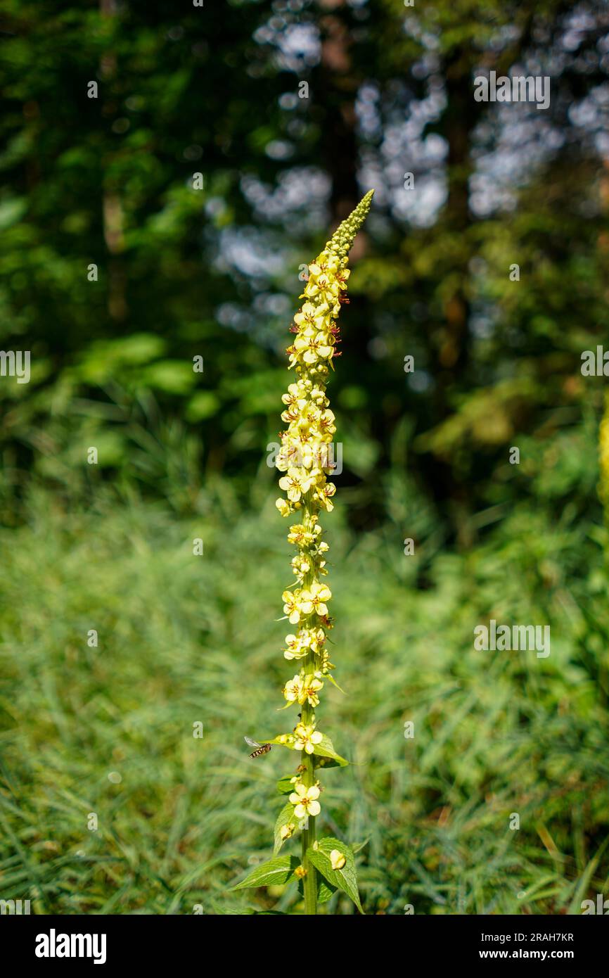 Long yellow flower growing in the garden Stock Photo - Alamy