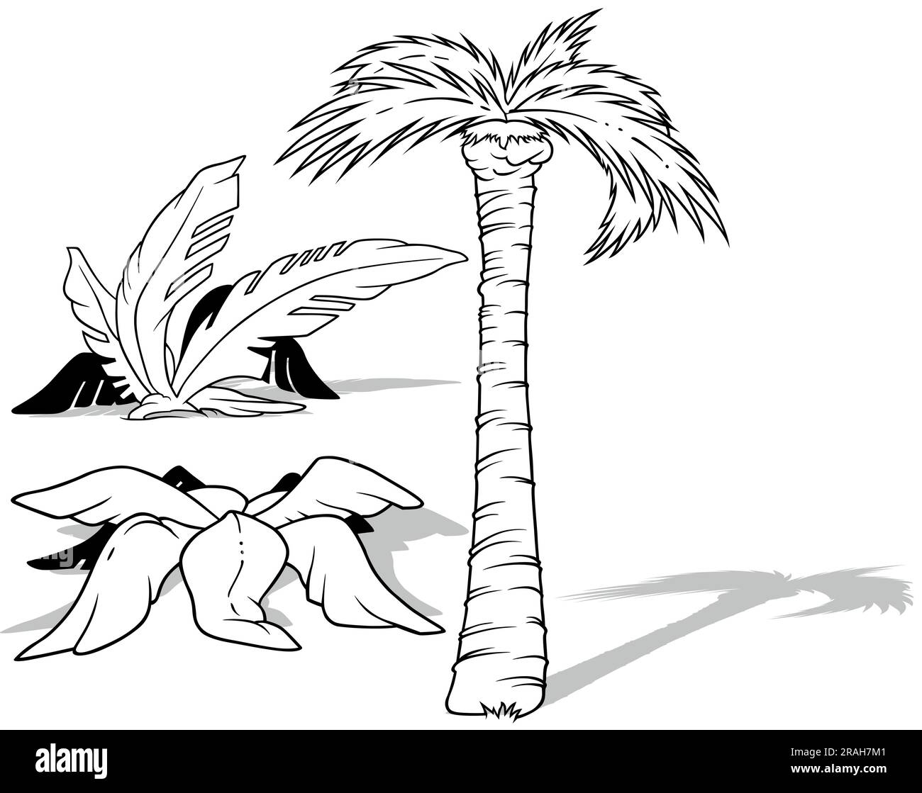 Tropical vegetation palm trees Black and White Stock Photos & Images ...