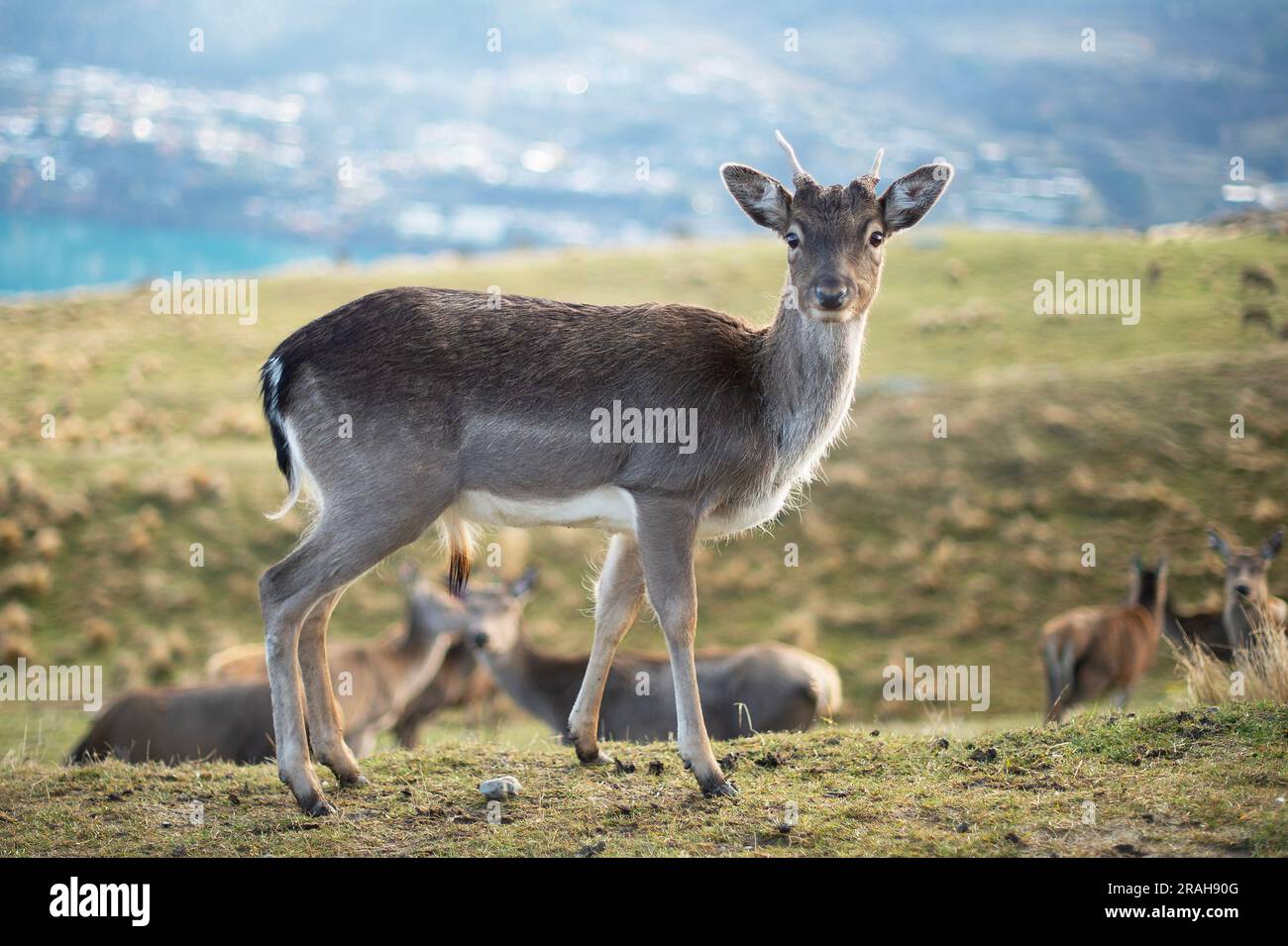 Black tailed doe fawn hi-res stock photography and images - Alamy