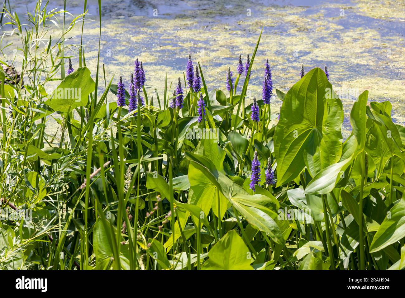 Florida aquatic native plant hi-res stock photography and images - Alamy