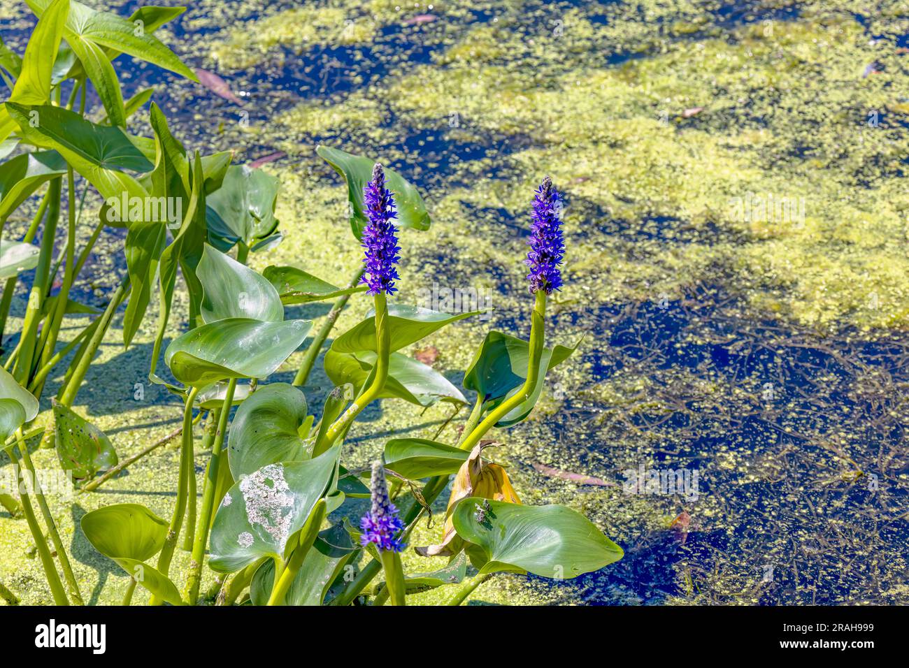 Pickerelweed, Pickerel Rush Water hyacint (Pontederia cordata). The ...