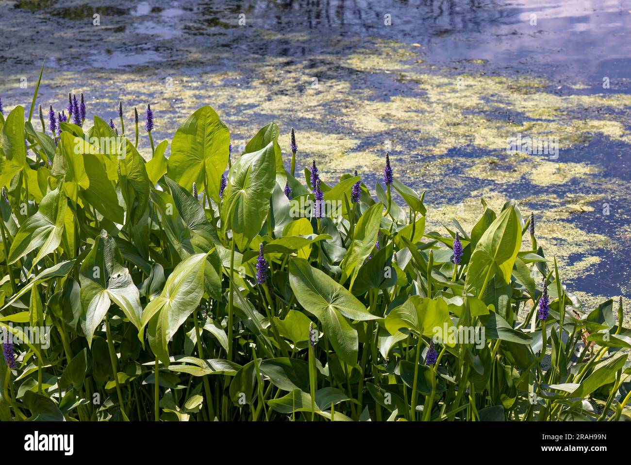 Florida aquatic native plant hi-res stock photography and images - Alamy