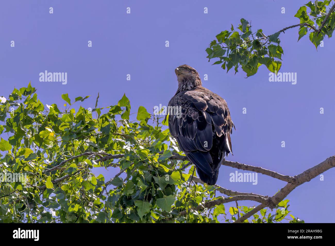 Young bald eagle (Haliaeetus leucocephalus) native American animal and ...