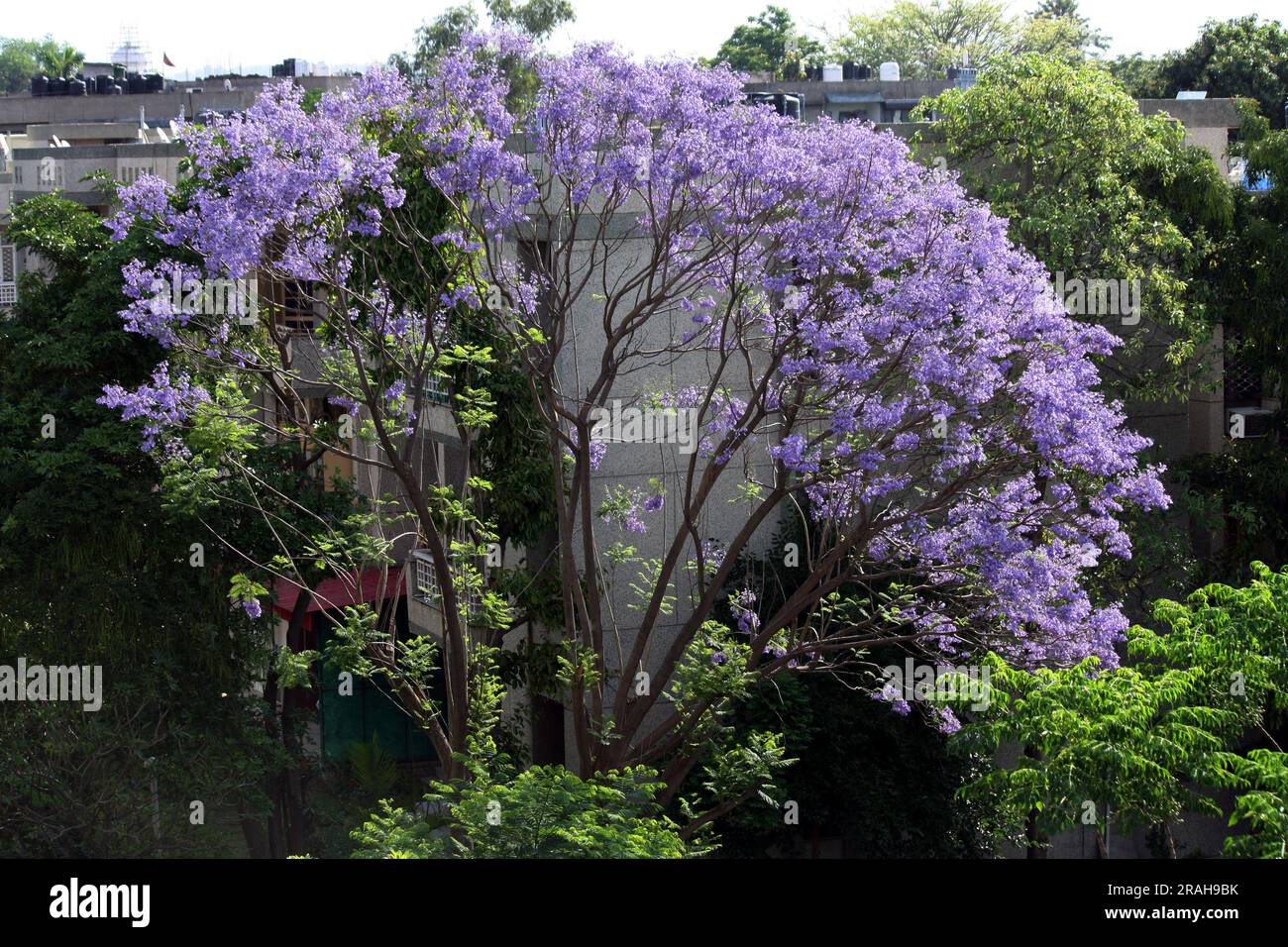 Blue jacaranda (Jacaranda mimosifolia) tree in bloom : (pix Sanjiv Shukla Stock Photo - Alamy