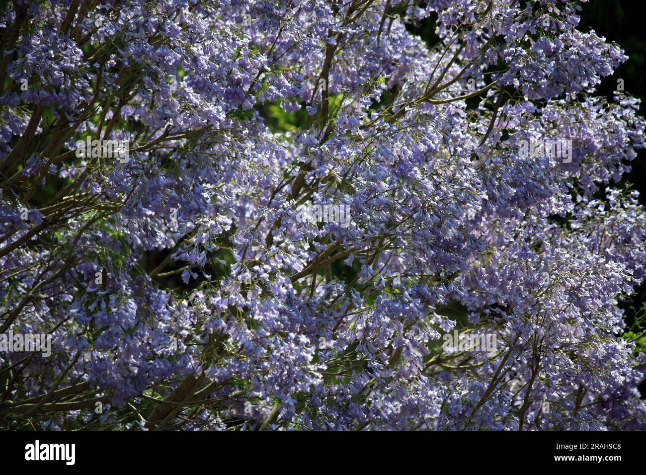 Blue jacaranda (Jacaranda mimosifolia) tree in bloom : (pix Sanjiv Shukla Stock Photo - Alamy