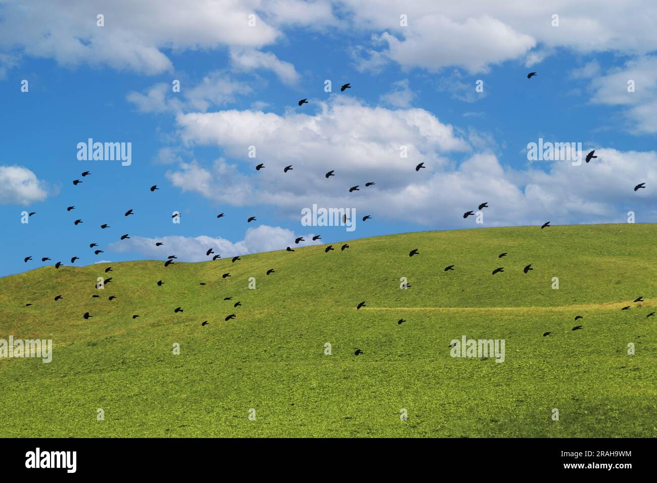 Prairie birds hi-res stock photography and images - Alamy