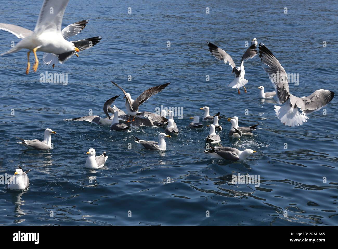 Flock seagull above lake hi-res stock photography and images - Alamy