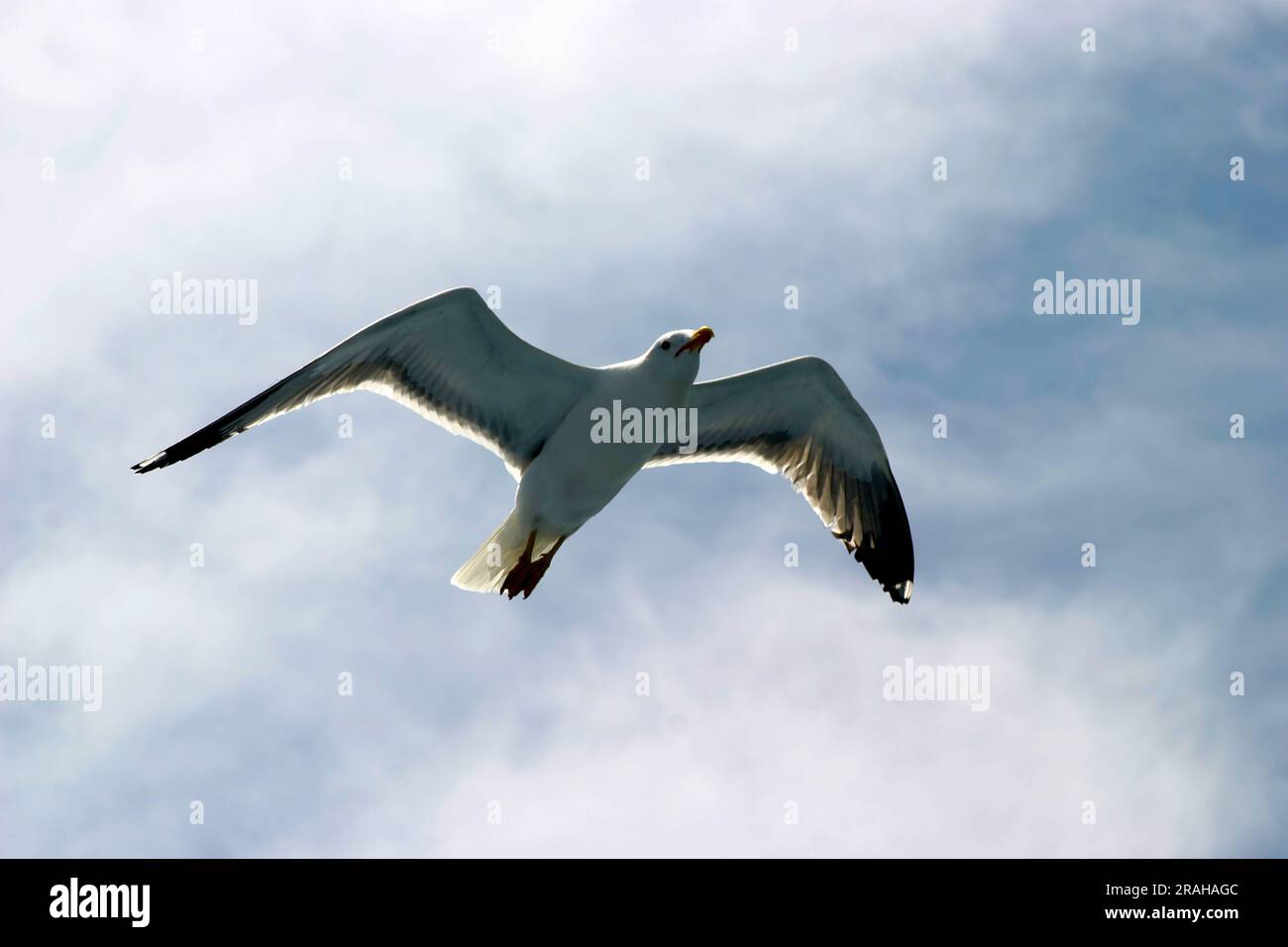 Close up on large flock hi-res stock photography and images - Alamy