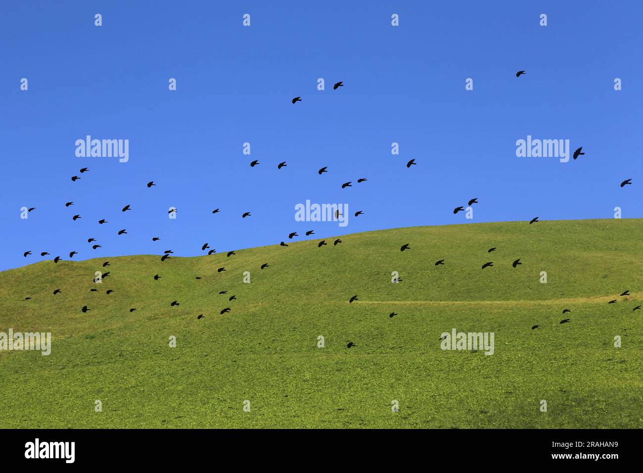Prairie birds hi-res stock photography and images - Alamy