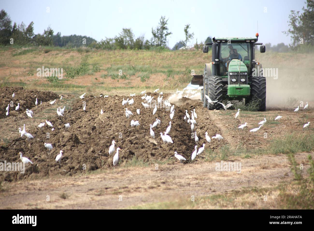 Flock of birds in the field eat the freshly sown seeds Stock Photo - Alamy