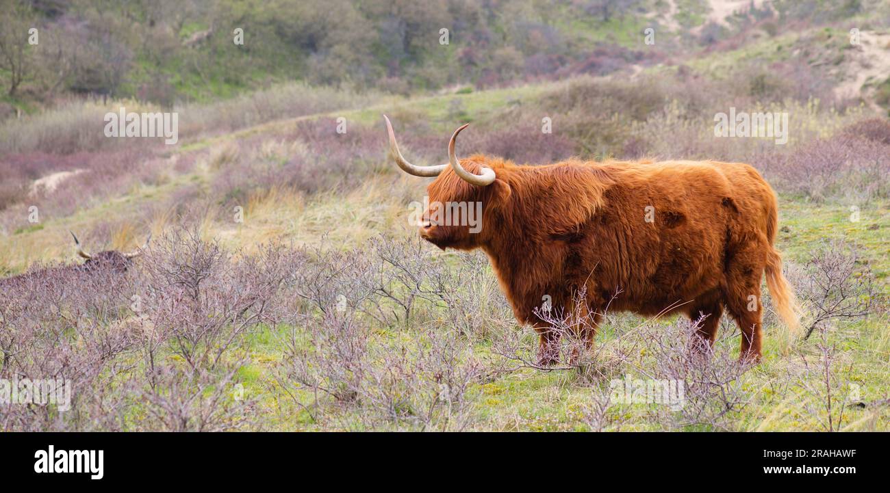 Scottish highland cattle, cow in the countryside, bull with horns on a ...