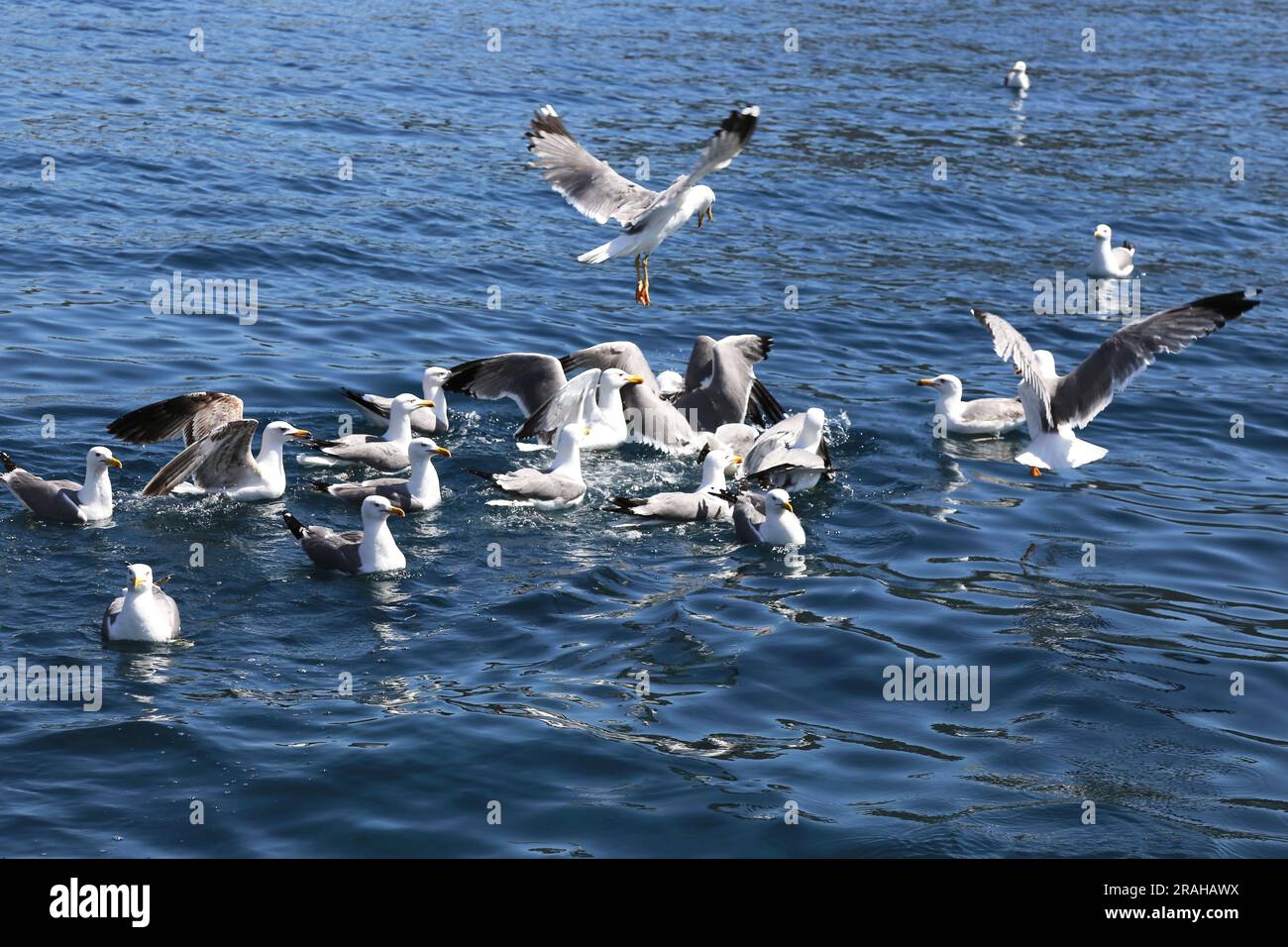 Close up on large flock hi-res stock photography and images - Alamy