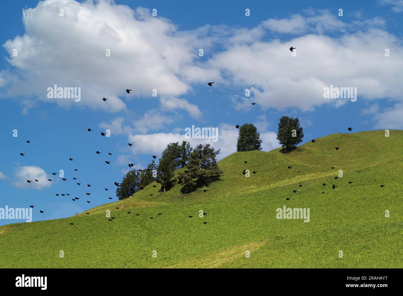 Prairie birds hi-res stock photography and images - Alamy