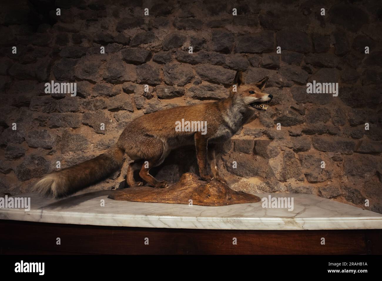 a stuffed fox stands in the house on a stand in full growth close-up on ...