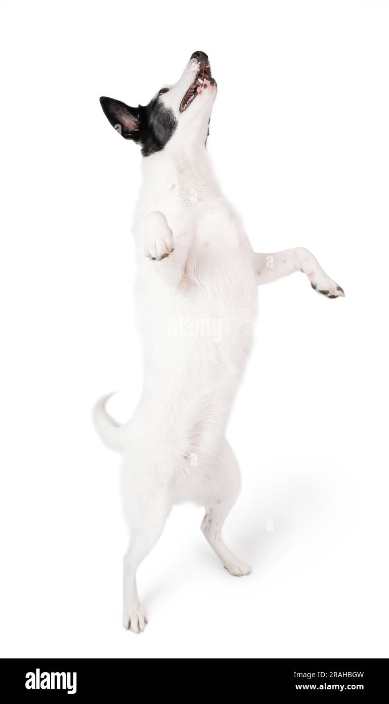 Dancing active Border collie dog standing on hind legs Stock Photo - Alamy
