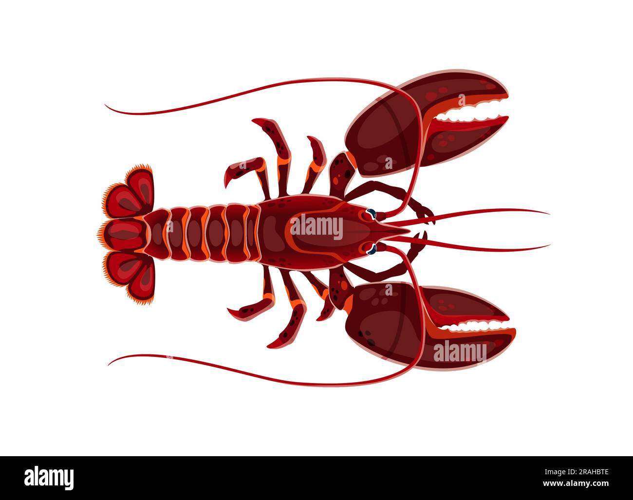 Lobster antennae Cut Out Stock Images & Pictures - Alamy