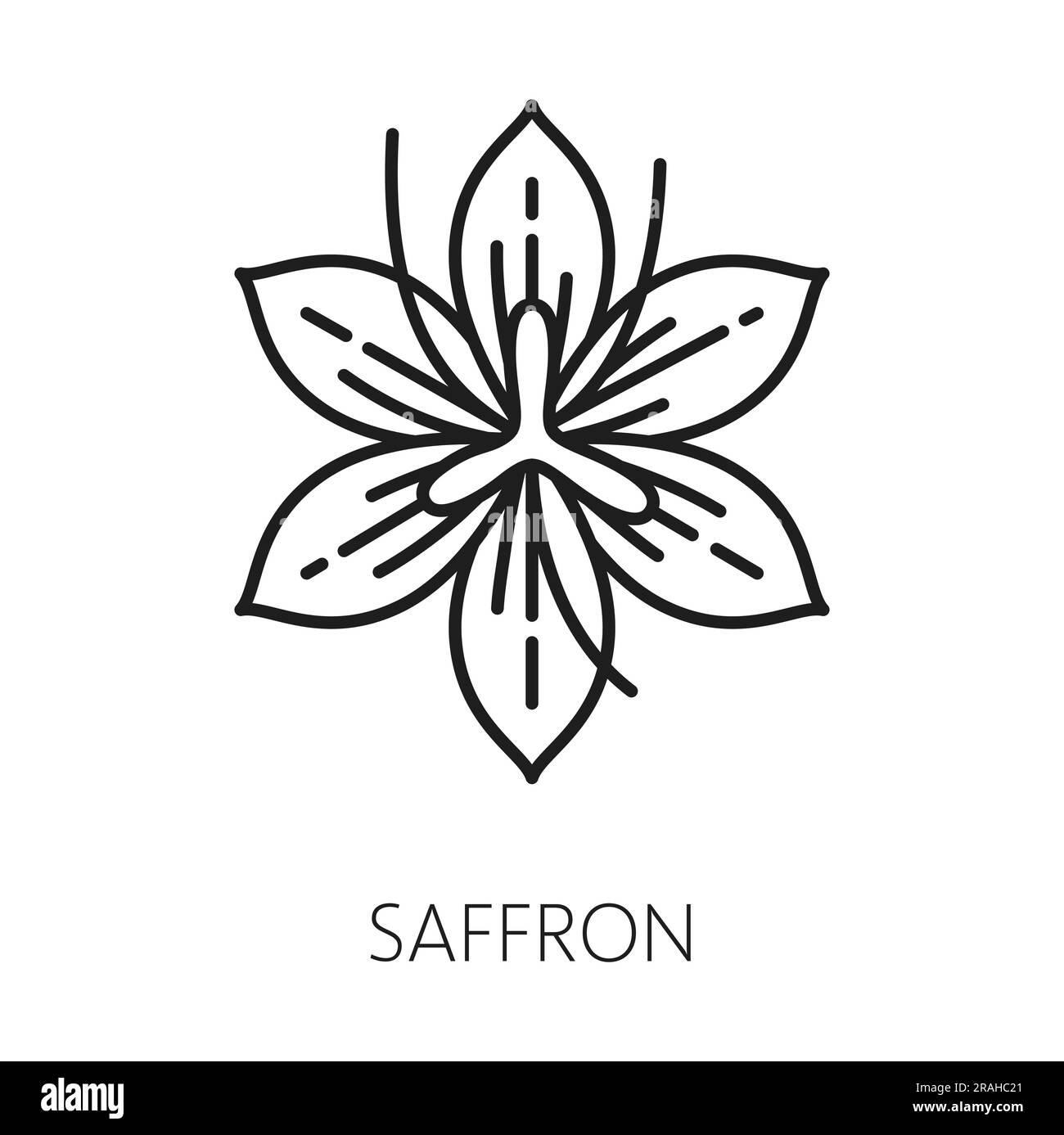 Saffron crocus plant drawing Stock Vector Images - Alamy