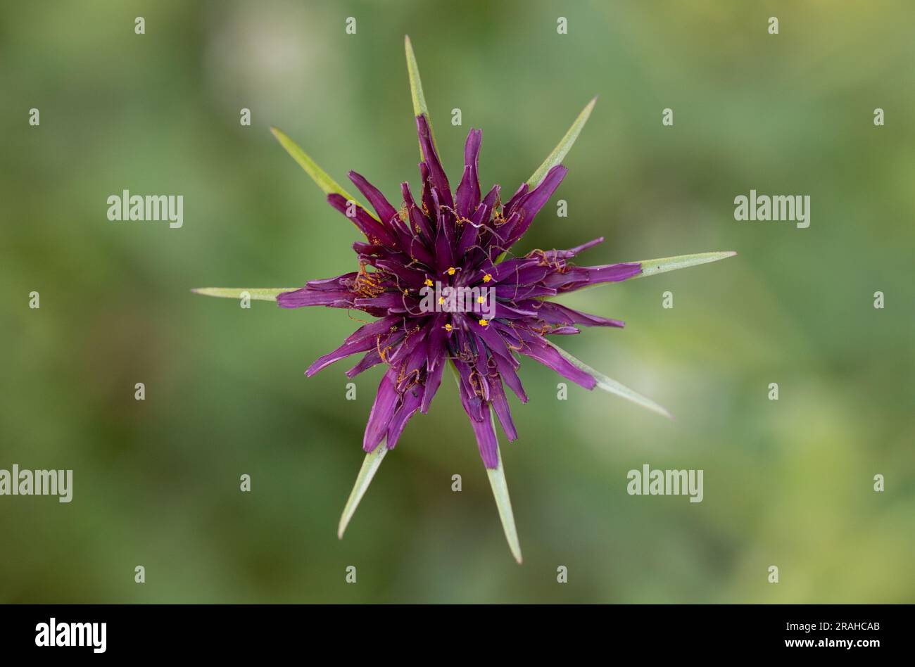Pelargonium tomentosum hi-res stock photography and images - Alamy