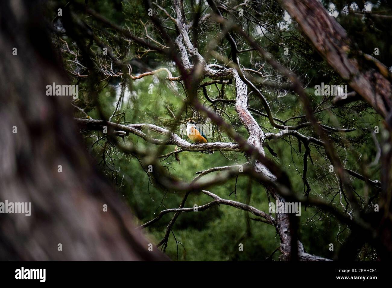 Sacred kingfisher bird (Kōtare) spotted amongst the branches of a tree ...
