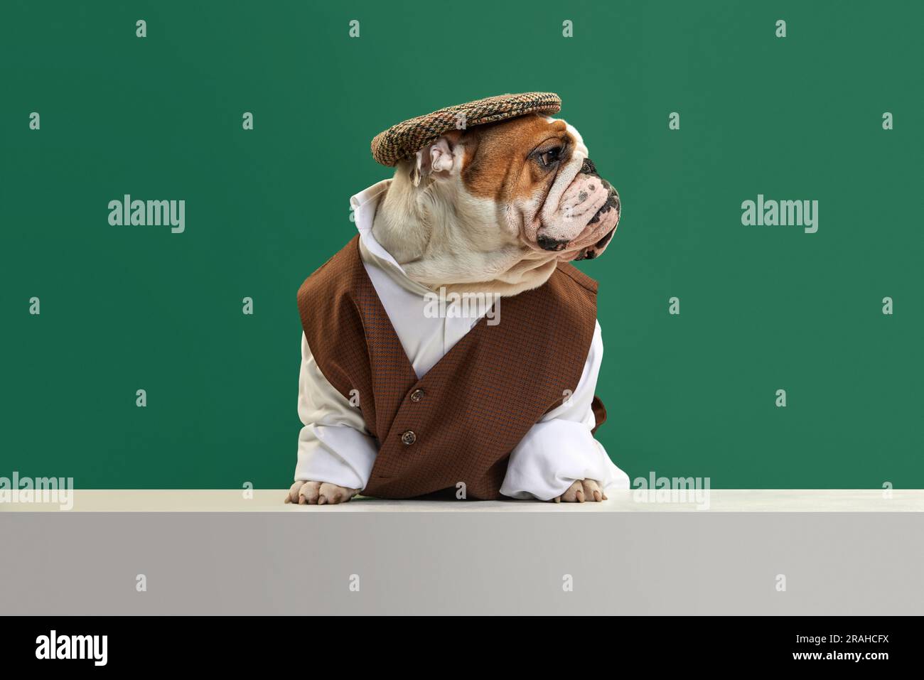 Purebred english bulldog wearing classical vest, shirt and cap against ...