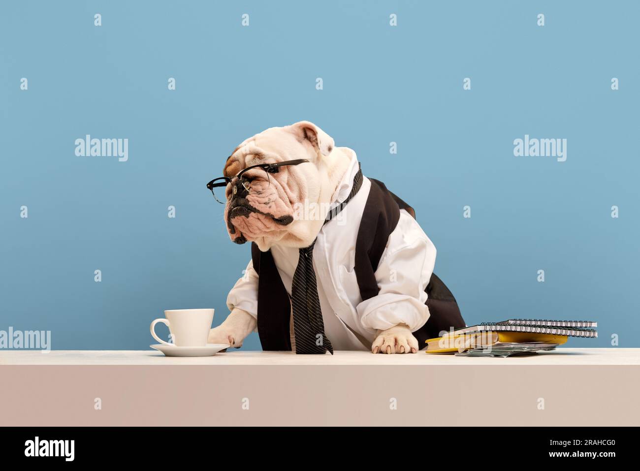 Boss morning. Beautiful purebred dog, English bulldog in formal wear ...