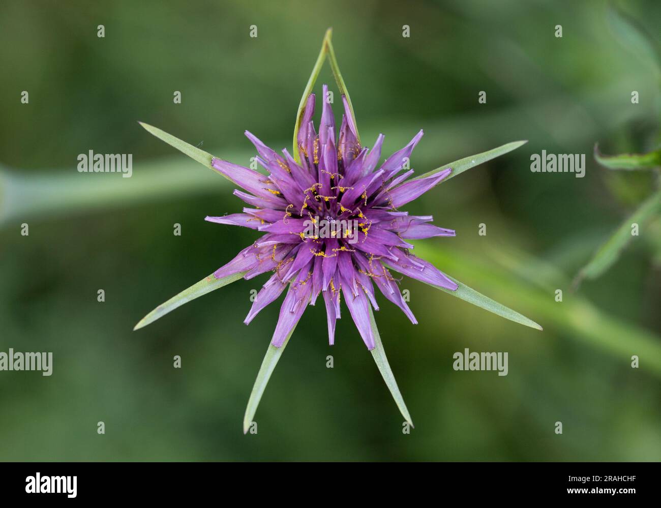 Pelargonium tomentosum hi-res stock photography and images - Alamy
