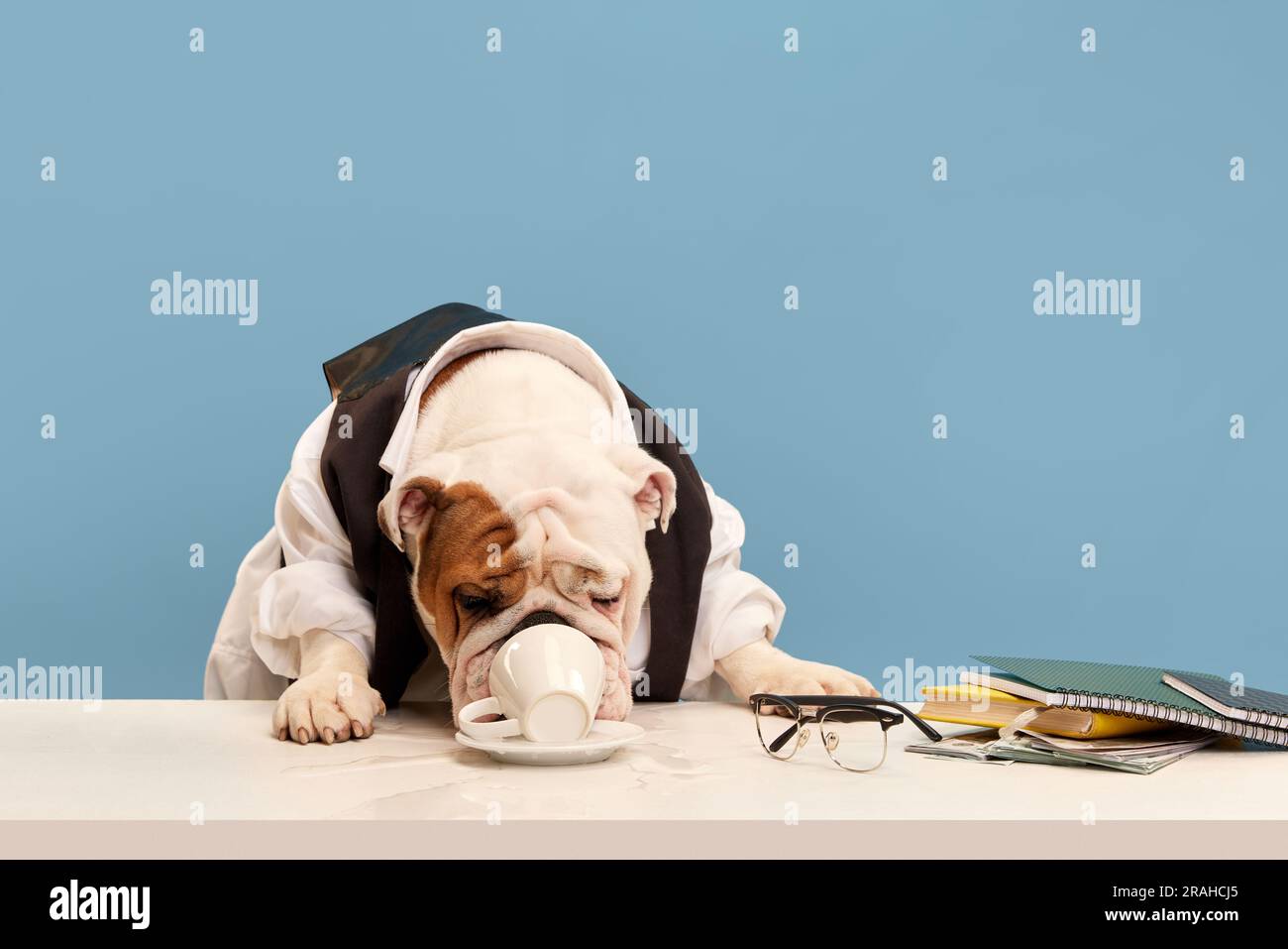 Beautiful purebred dog, English bulldog in formal wear, shirt and tie ...