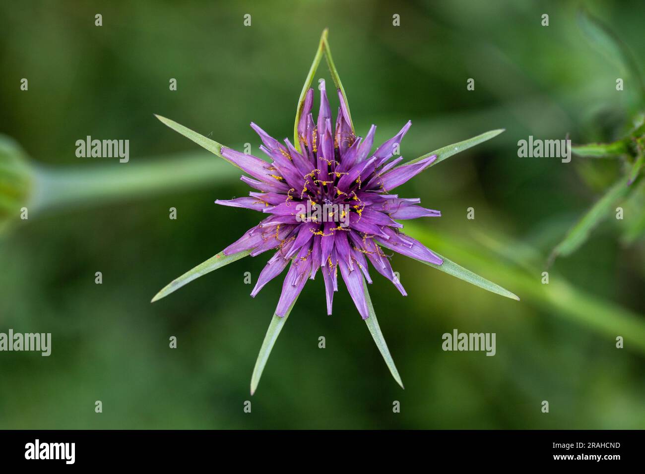 Pelargonium tomentosum hi-res stock photography and images - Alamy