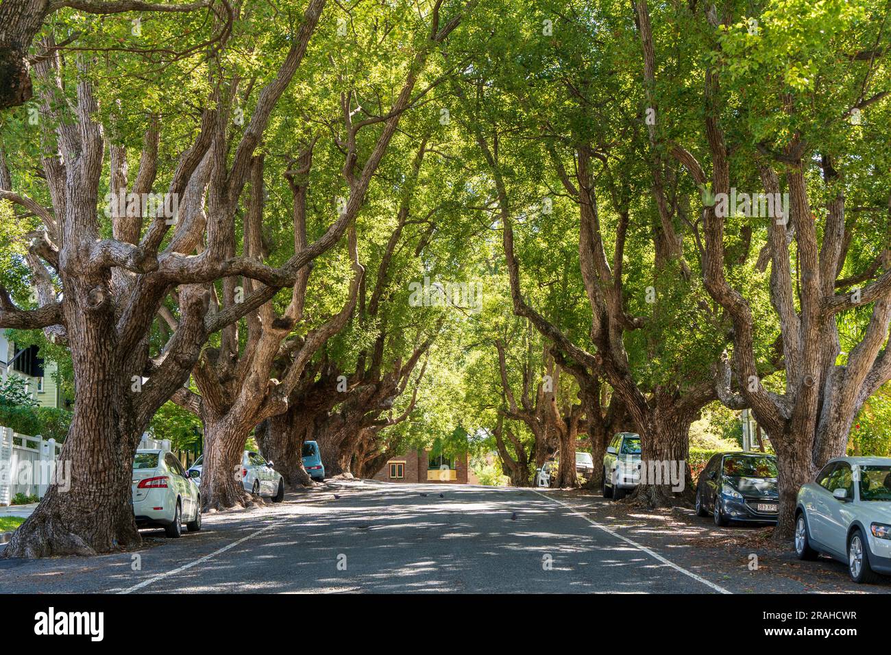 Tree-lined Abbott Street in New Farm, Brisbane Stock Photo - Alamy
