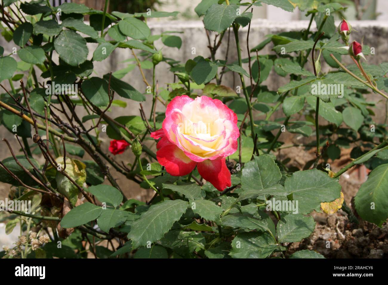 Rosa 'Double Delight' a hybrid rose variety in a park : (pix Sanjiv ...