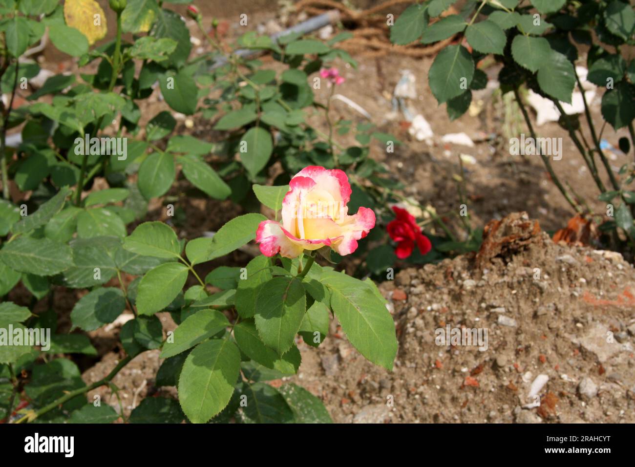 Rosa 'Double Delight' a hybrid rose variety in a park : (pix Sanjiv ...