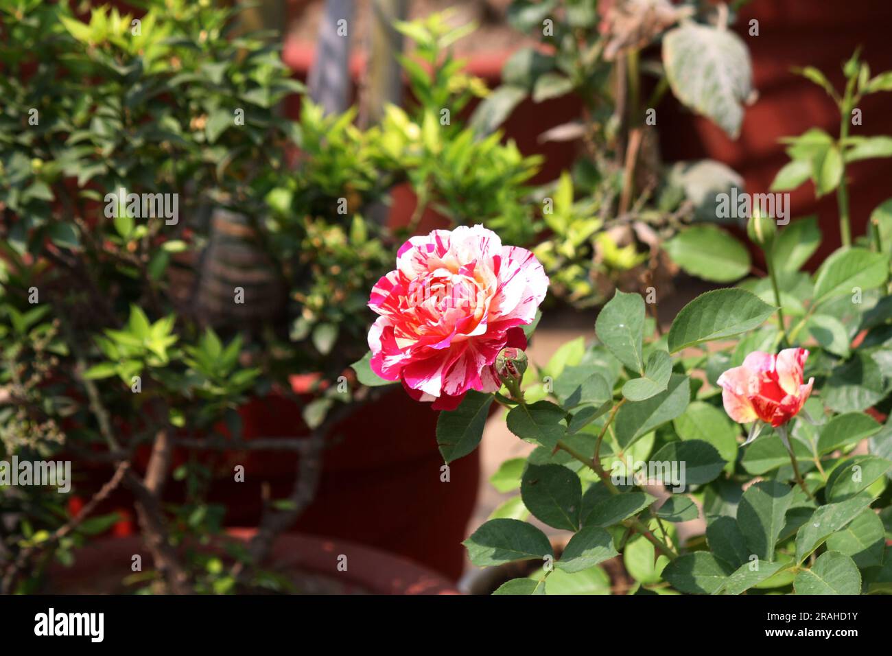 Rosa 'Double Delight' a hybrid rose variety in a park : (pix Sanjiv ...