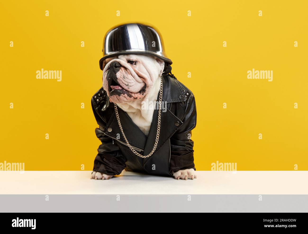 Brutal purebred dog, english bulldog wearing leather biker jacket, gold ...