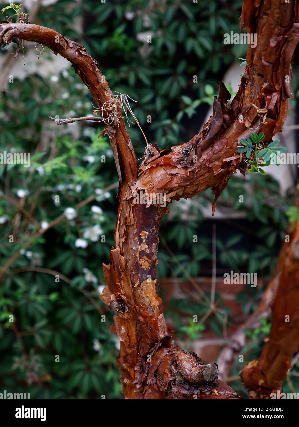Flaky tree bark hi-res stock photography and images - Alamy