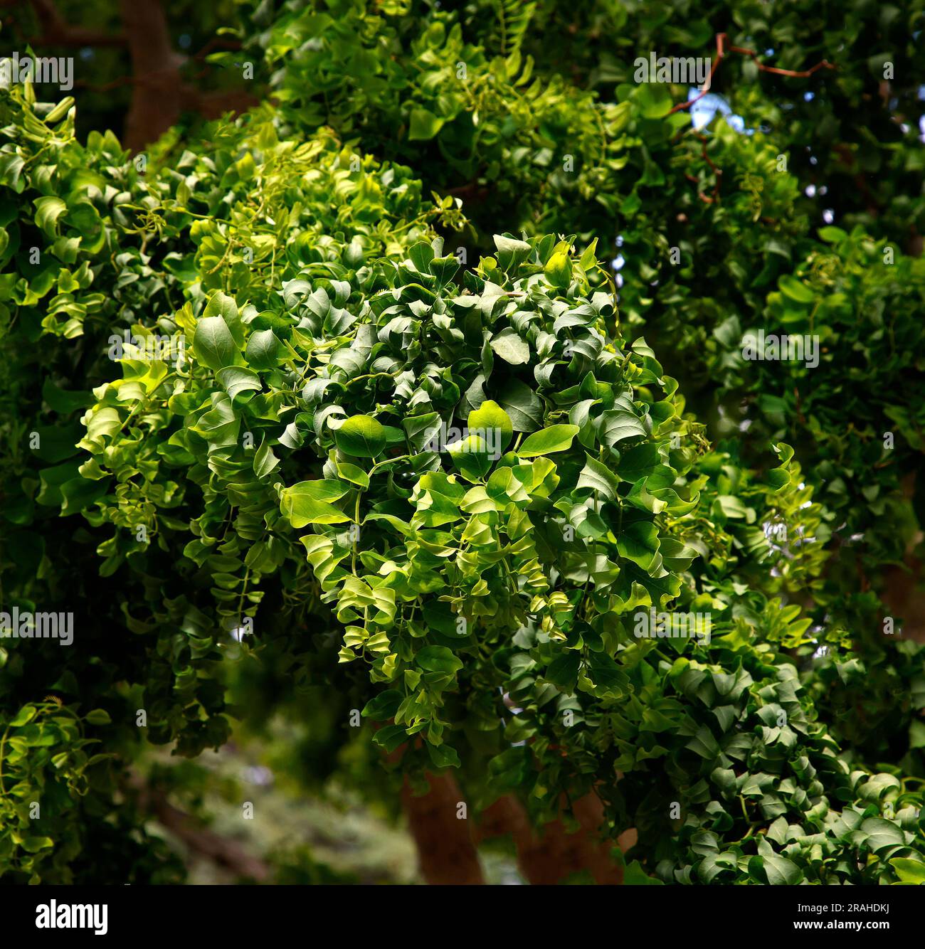 Closeup of the green curly leaves of the low growing garden tree ...