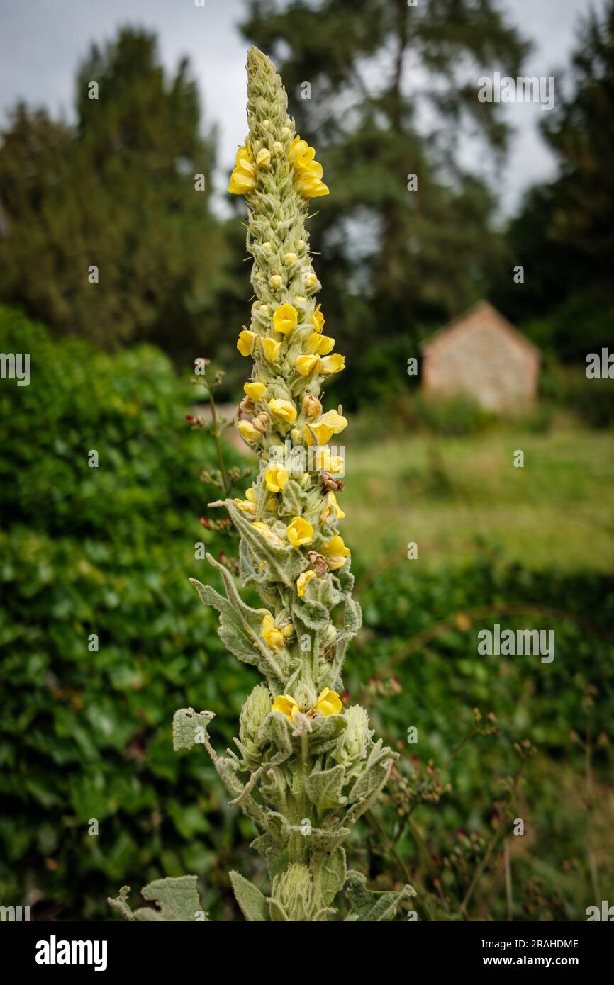 Common mullin flower stalk a species of Verbascum Stock Photo - Alamy