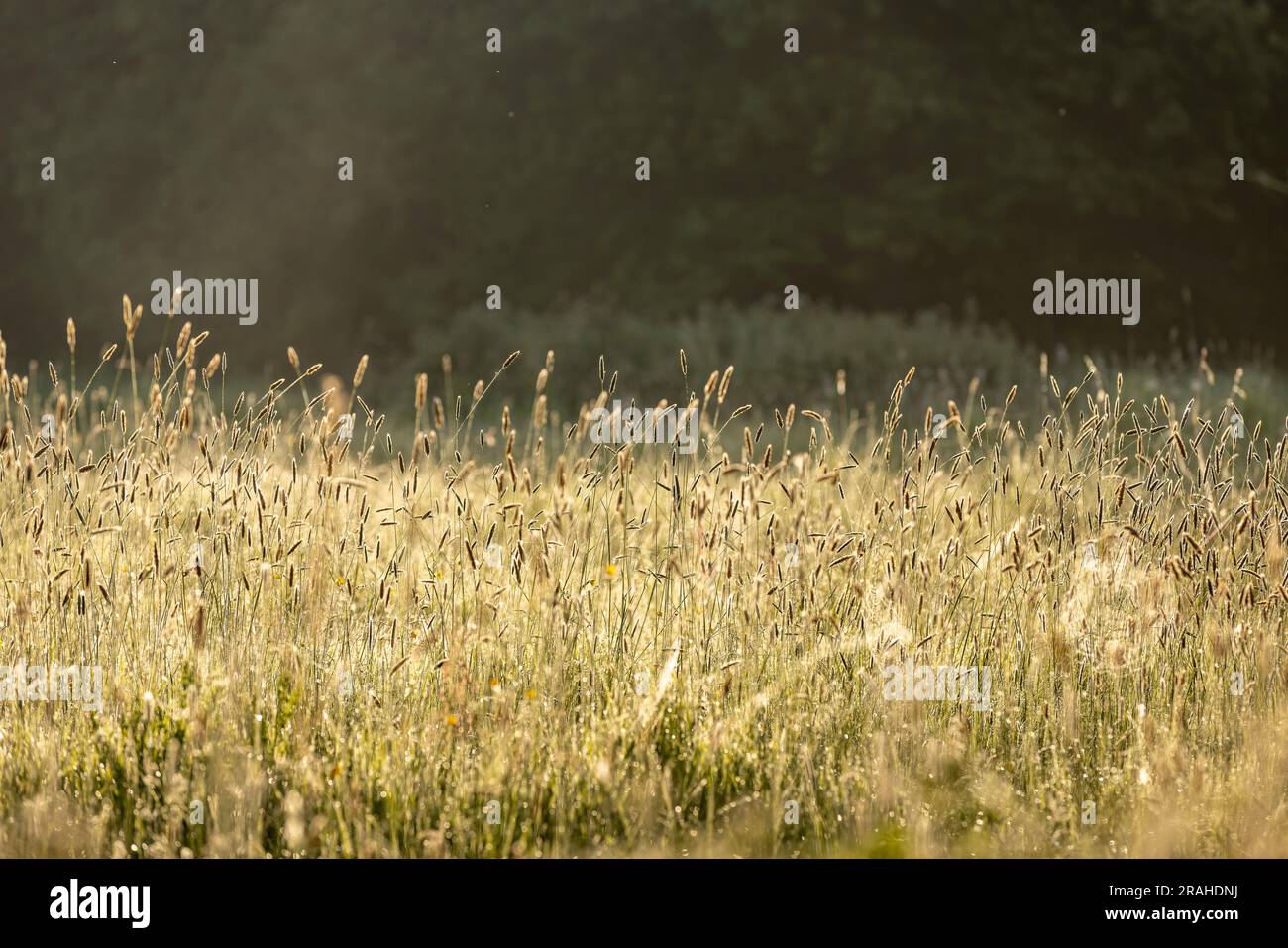 Warfield pavilion hi-res stock photography and images - Alamy
