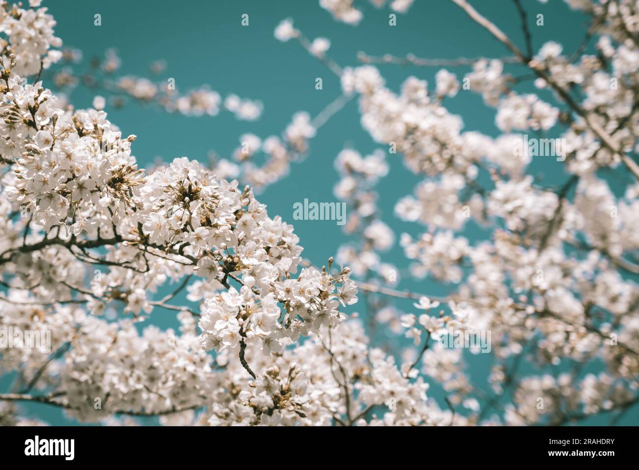 Beautiful cherry blossom sakura in spring time Stock Photo - Alamy