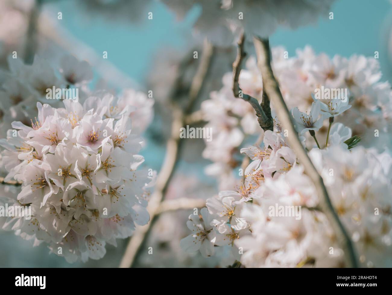 Beautiful cherry blossom sakura in spring time Stock Photo - Alamy