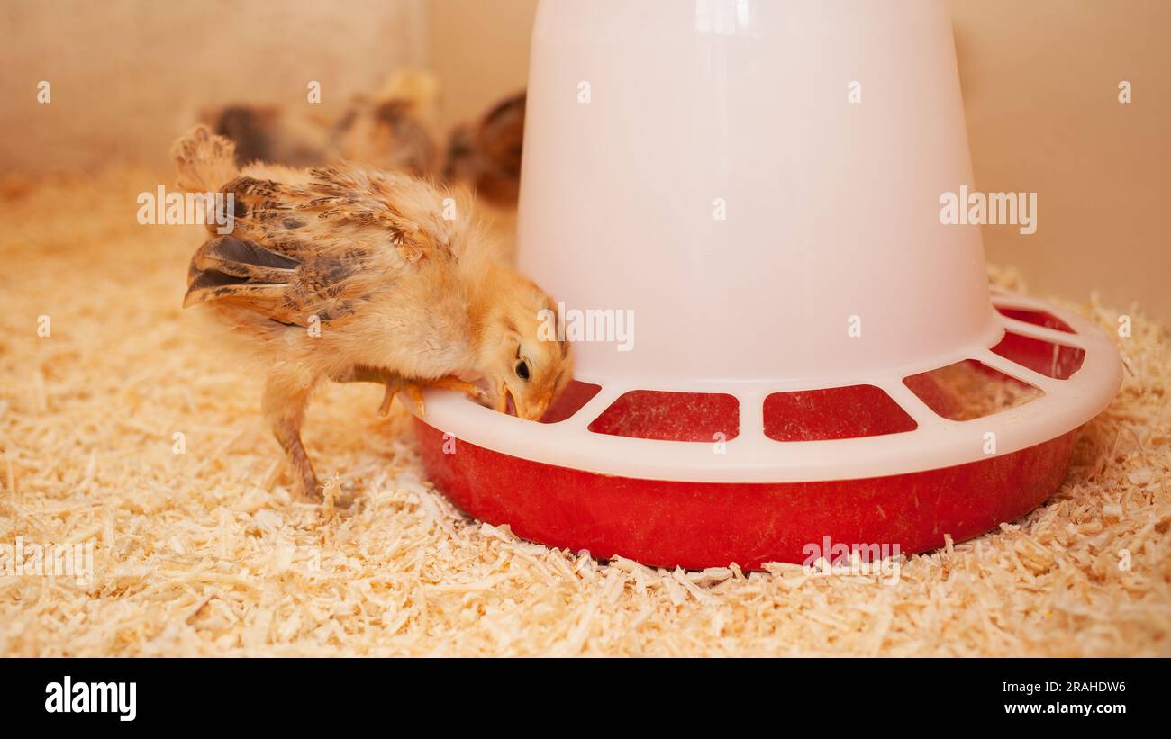 Chicks in chicken coop, sawdust litter, wooden house for chickens ...