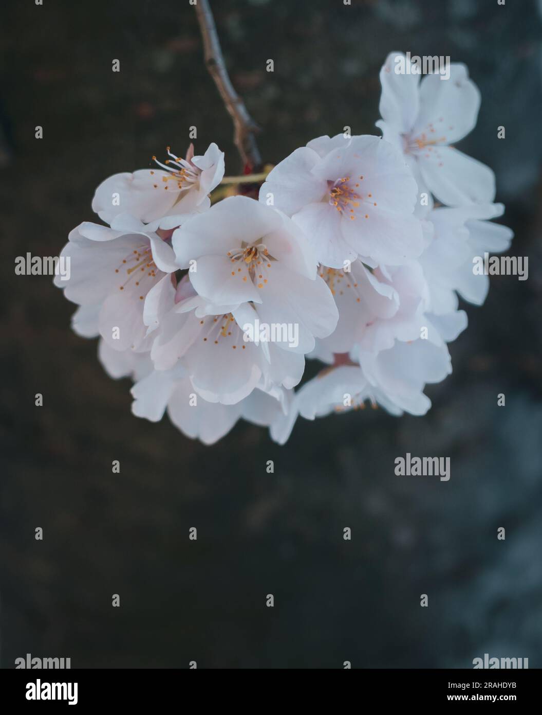 Beautiful cherry blossom sakura in spring time Stock Photo - Alamy