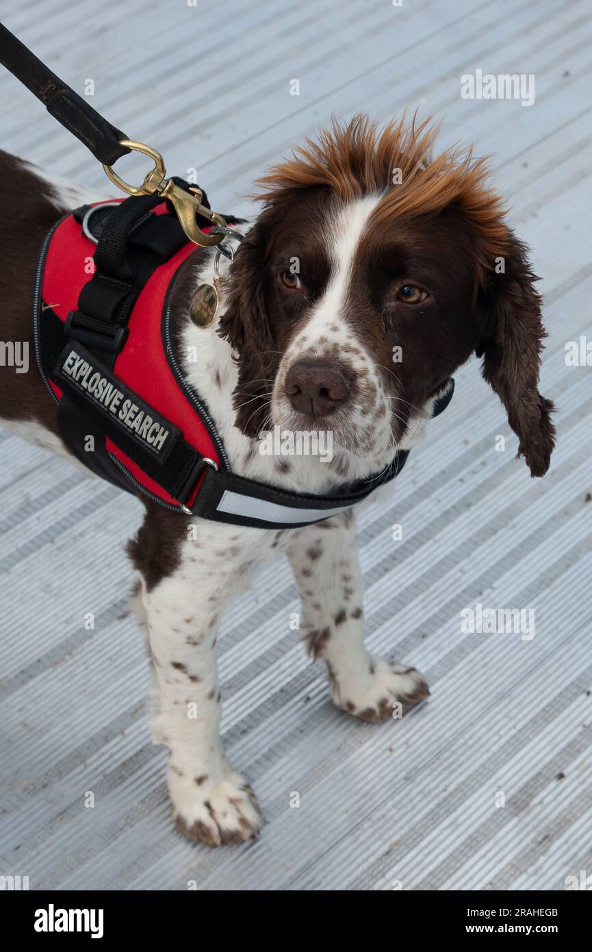 East Molesey, Surrey, UK. 3rd July, 2023. An explosives sniffer dog at ...