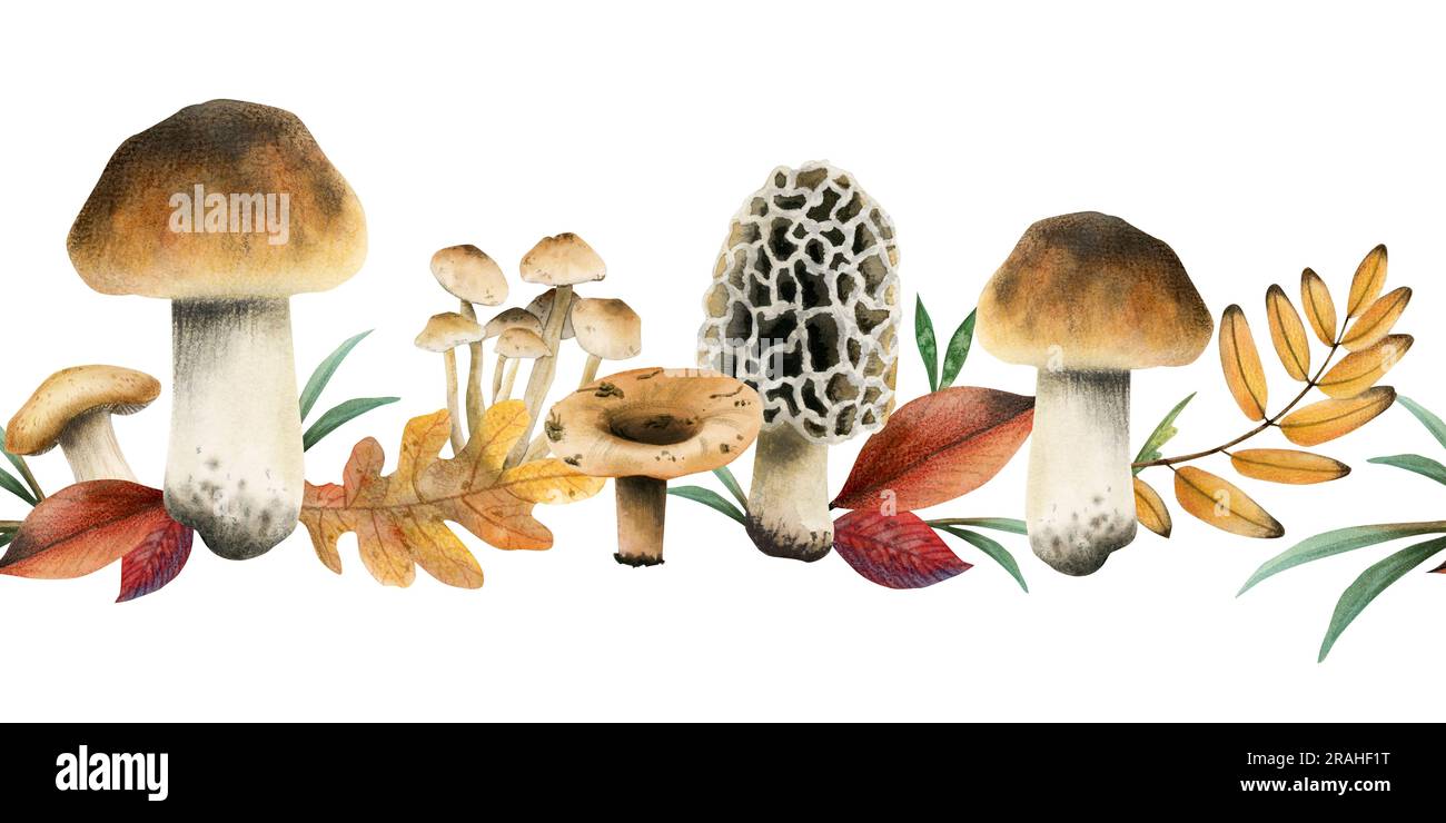 Autumn horizontal seamless border with brown edible boletus mushrooms ...