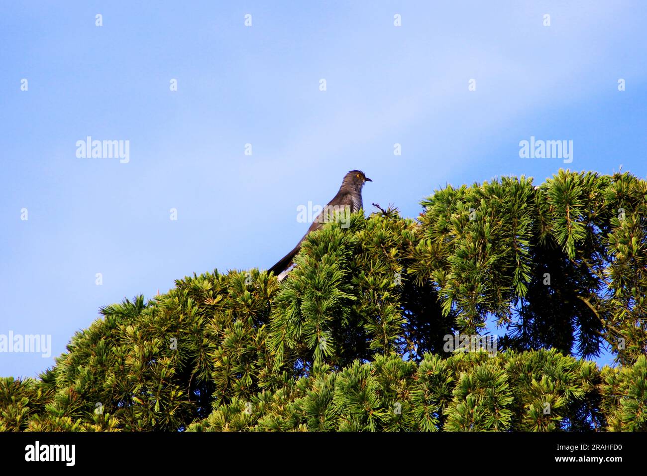 Purple jay bird hi-res stock photography and images - Alamy