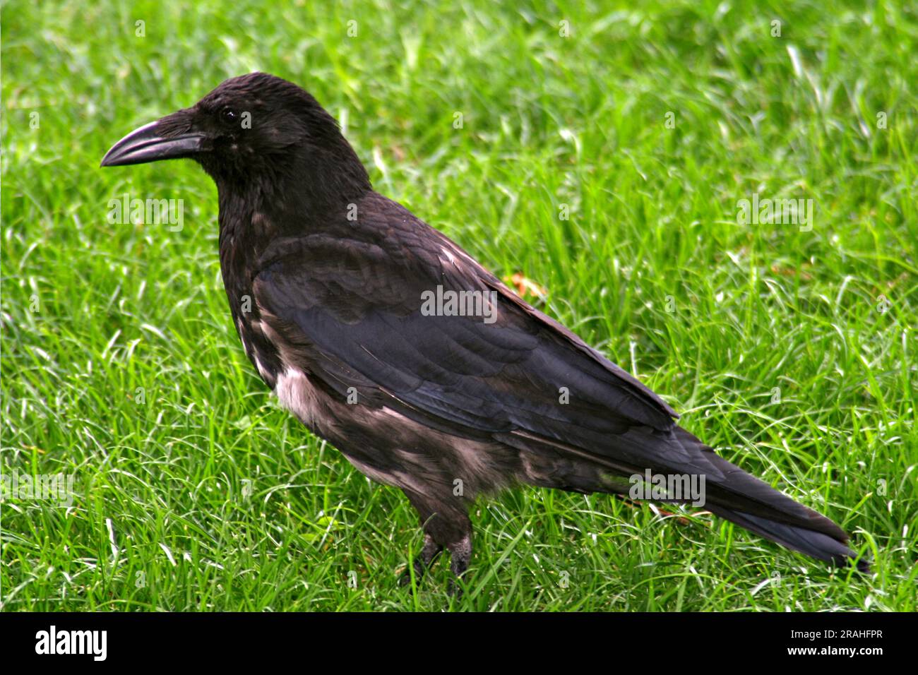 Raven bird hi-res stock photography and images - Alamy