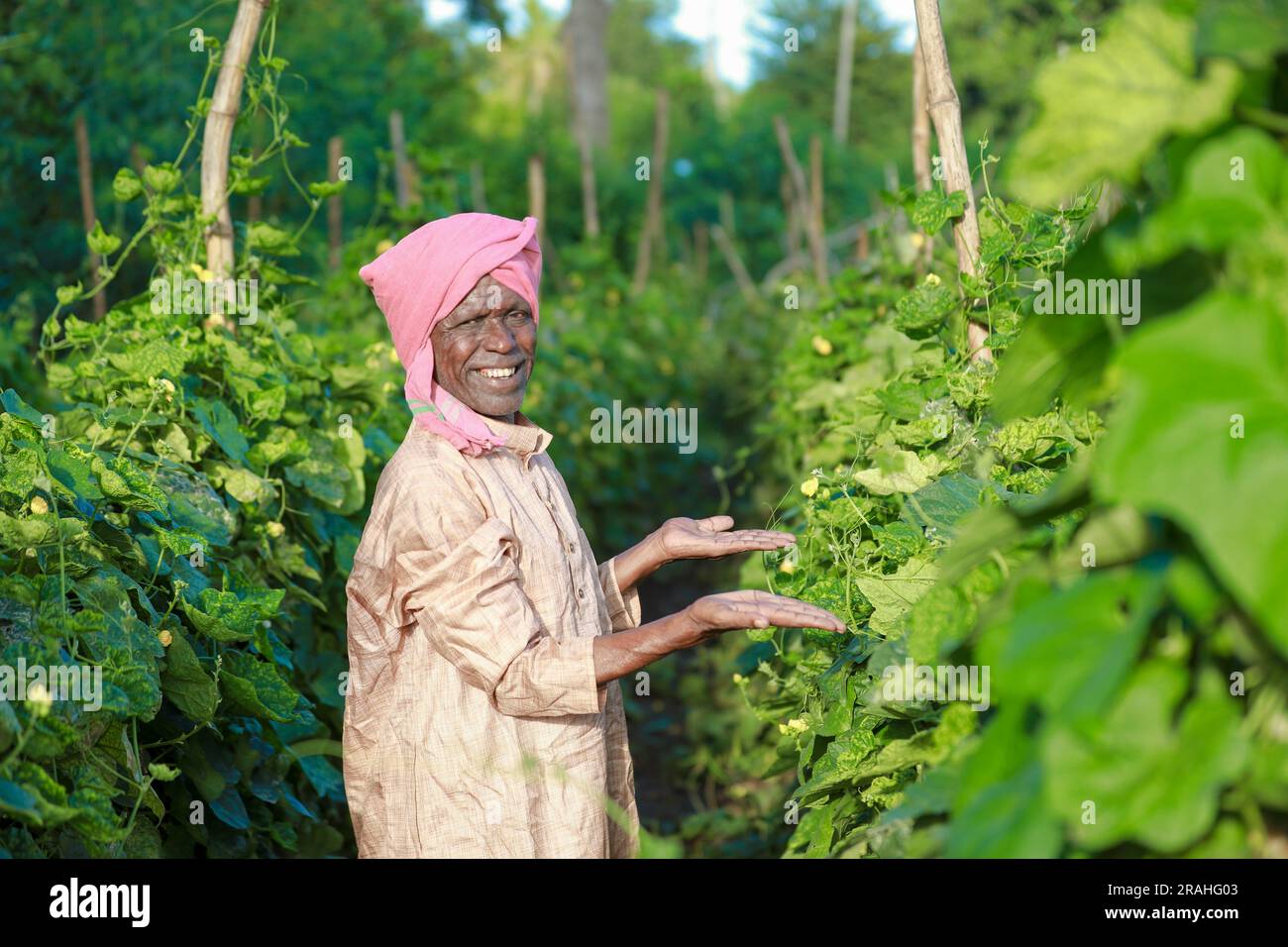 Lauki ki kheti hi-res stock photography and images - Alamy